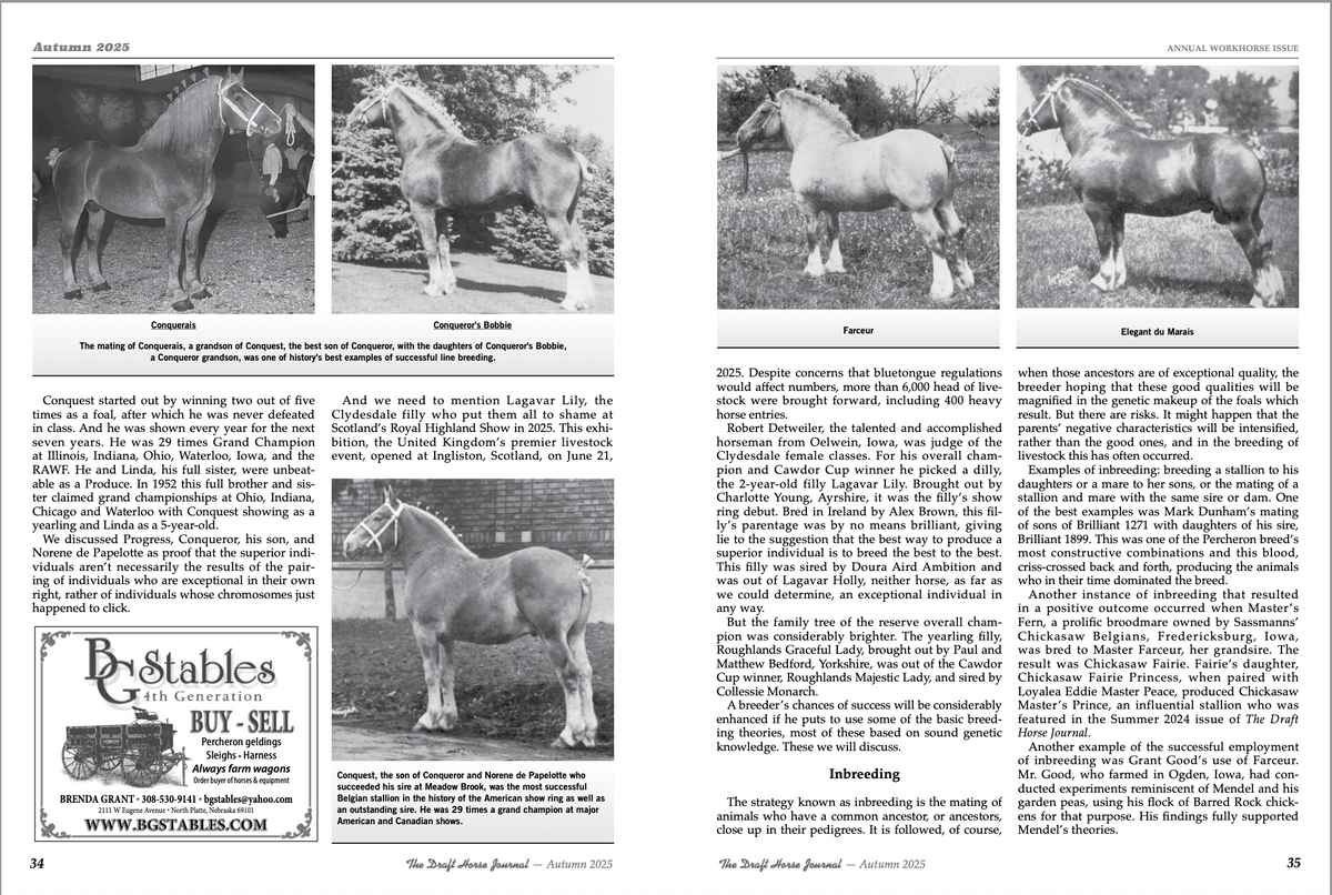 Autumn 2025 – The Draft Horse Journal